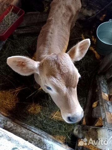 Телочка джерси