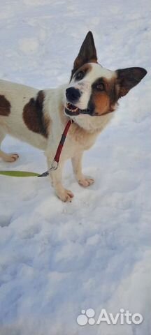 Собака улыбака