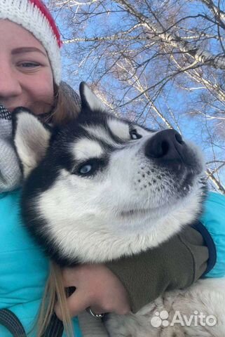 Наш мальчишка Хаски Бандит