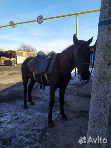 Карачаевский жеребец