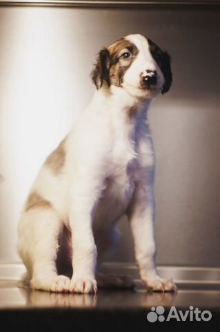 Кобель русской борзой