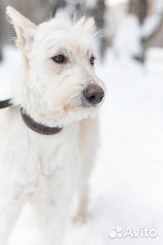 Домашняя собачка Бублик в добрые руки