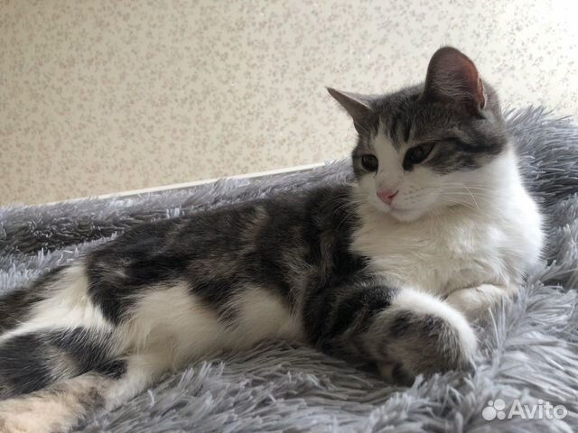 Котик 10 мес., кастрирован