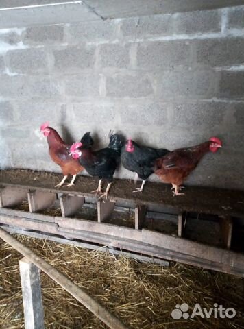 Молодые деревенские петухи