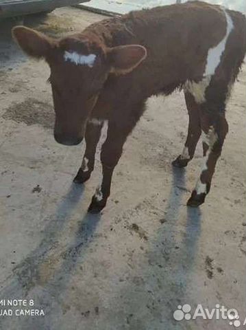 Бычки и телята