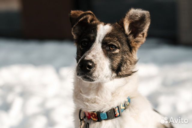 Щенок Билли ищет дом