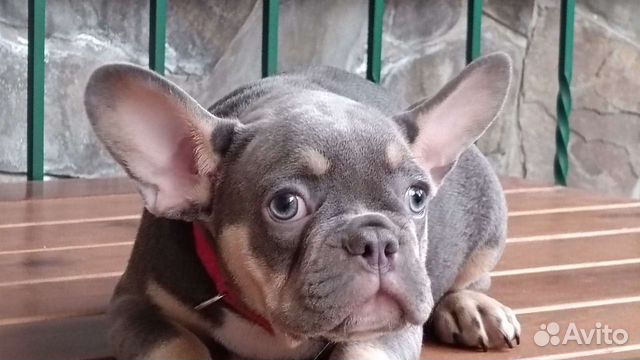 Французский лилак парень