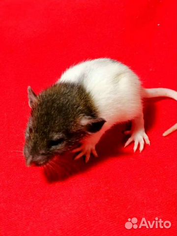 Крысята дамбо малыши от ratlove13.85