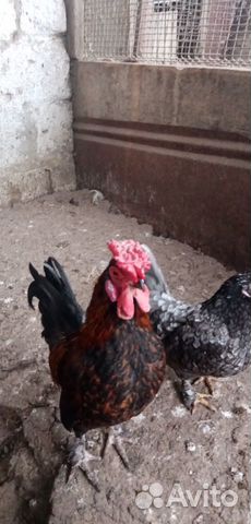 Продаю инкубационные яйца, запись на цыплят
