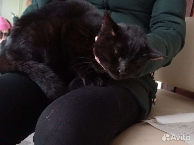 Найдена домашняя кошечка