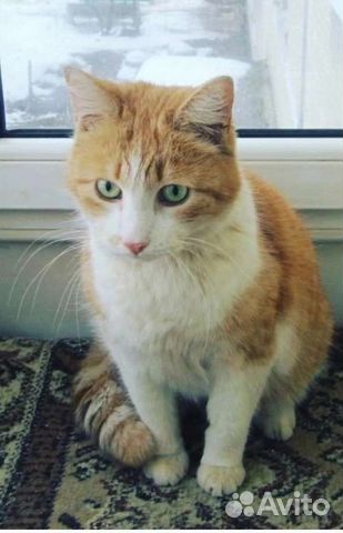 Кошечка,ласковая,ищет дом