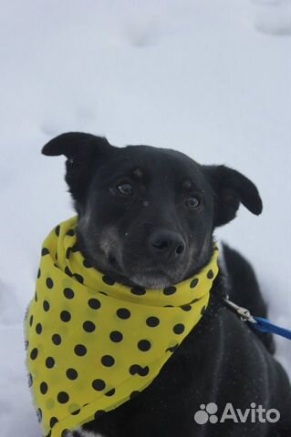 Собаке одиноко в поиюте