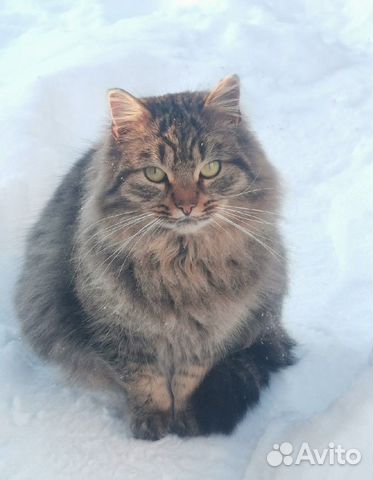 Сибиряк-красавчик, молодой котик