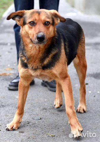 Отличный пес - Другом и охранником в Добрые руки)