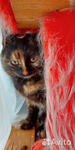 Кошка