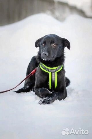 Собака ищет дом