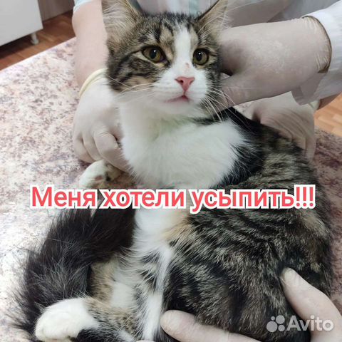 Котик Филя в стационаре