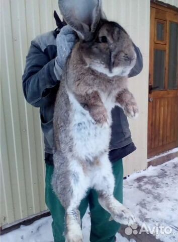 Кролик бельгийский великан