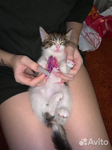 Отдадим кошечку в хорошие руки:)