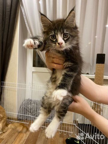 Котенок Мэйн кун