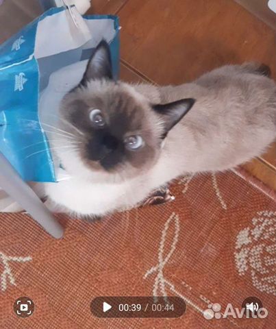 Сиамская кошечка ищет партнёра