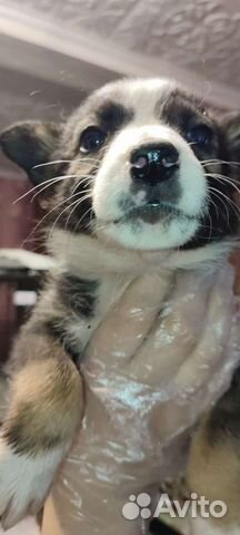 Похожая на корги щенок