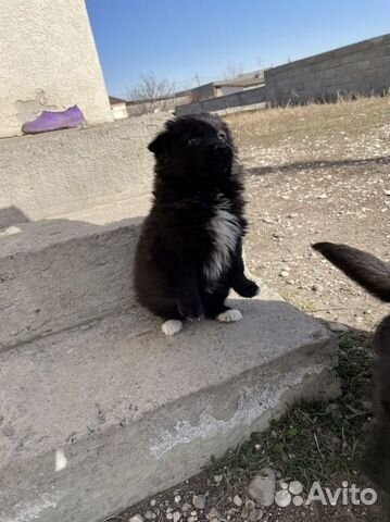 Щенок в добрые руки