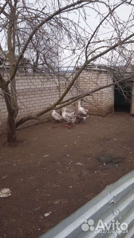 Холмогорские гуси