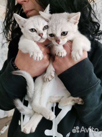 Бурмилла котята