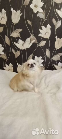 Чихуахуа девочка