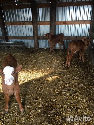 Телята бычки и телки