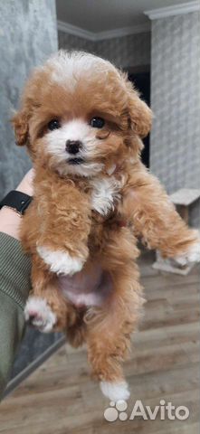 Той пуделятки