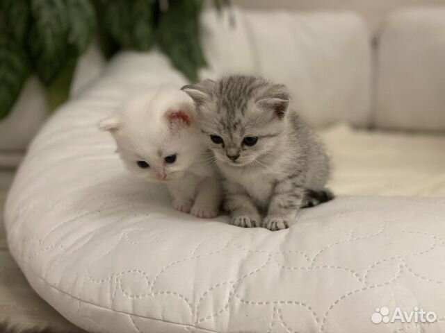 Шотландские котята