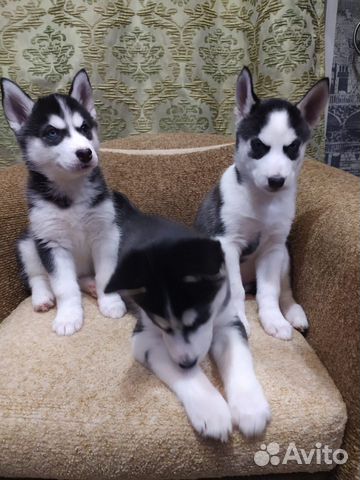 Щенки сибирской хаски