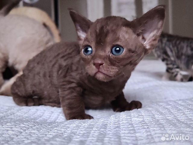 Котята девон-рекс