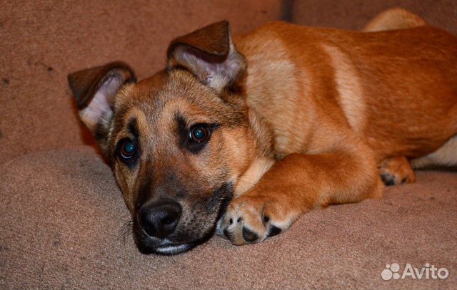 Щенок Перс в добрые руки