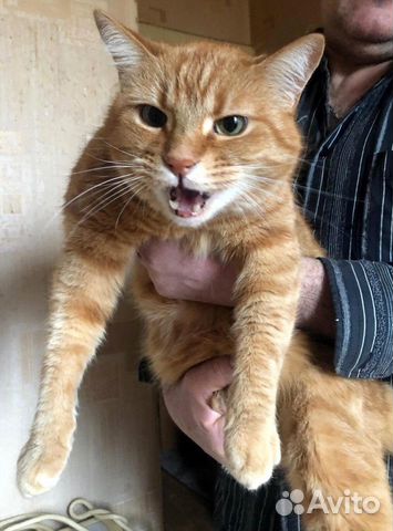 Рыжий котик,у которого умерла хозяйка