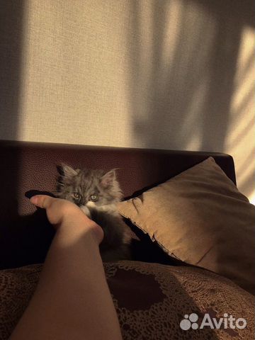 Отдам верного друга в добрые руки