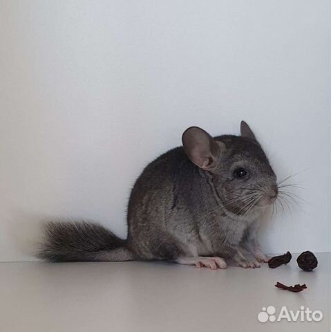 Шиншилленок девочка 2 мес Белый Вильсона