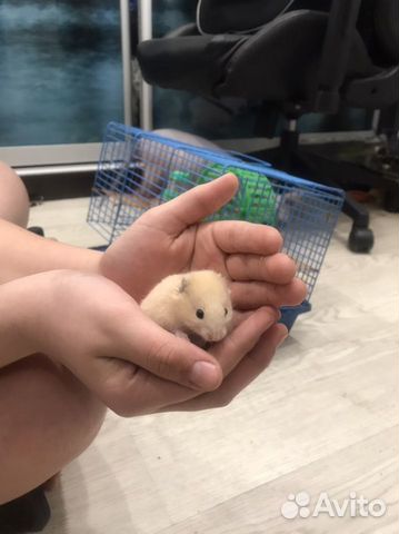Сирийский хомяк