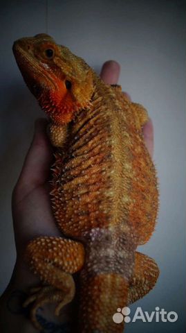 Бородатая агама самка