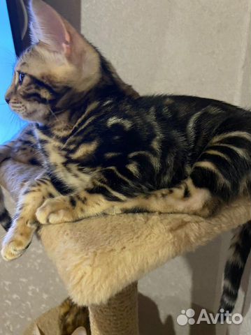 Бенгальские котята