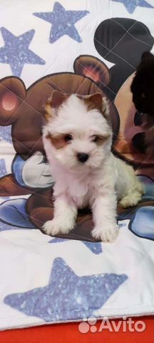 Мальчик блюбери