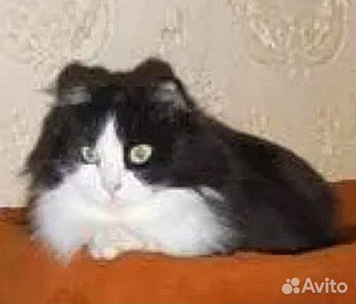 Котенок от сибирской кошки в добрые руки