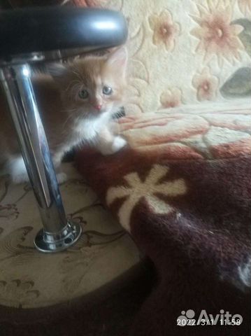 Кошка
