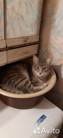 Отдам даром бесплатно