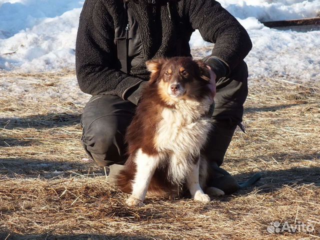 Австралийская овчарка аусси