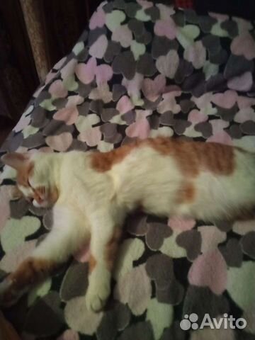 В дар рыжего котика