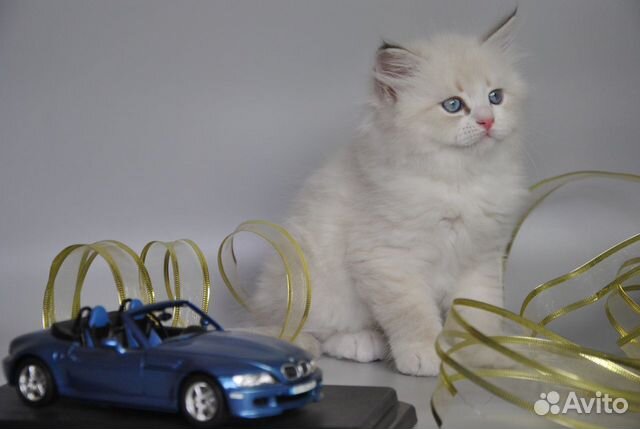 Невские Маскарадные котята