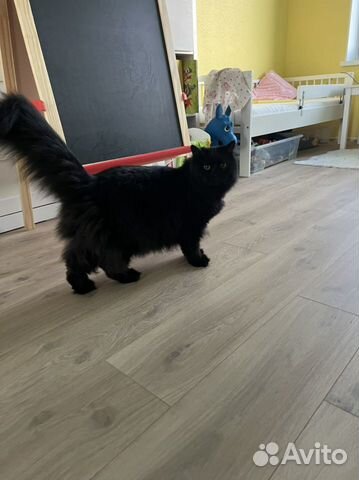 Кот домашний кострированный